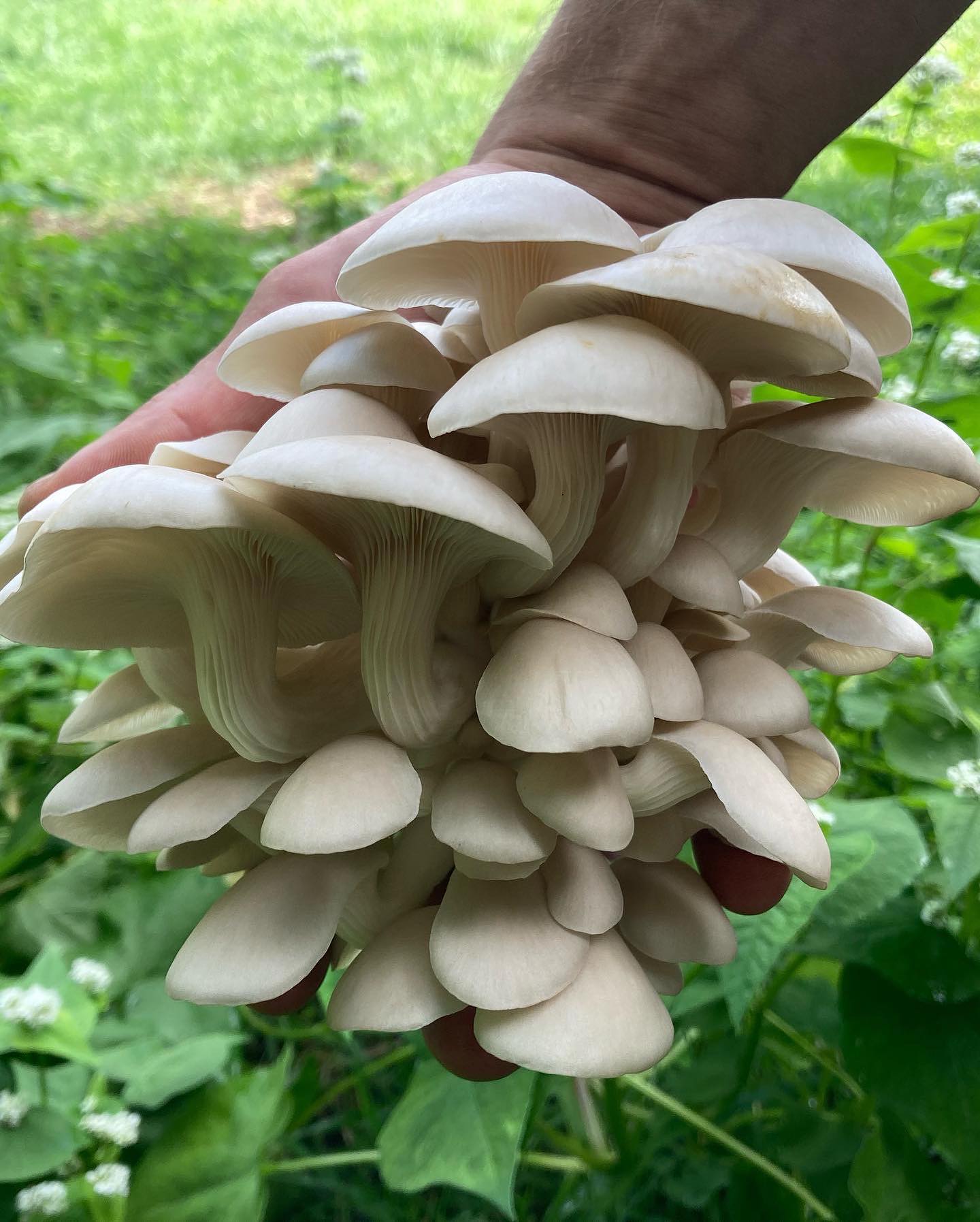 Turkey Foot Farm – Mt. Savage, MD