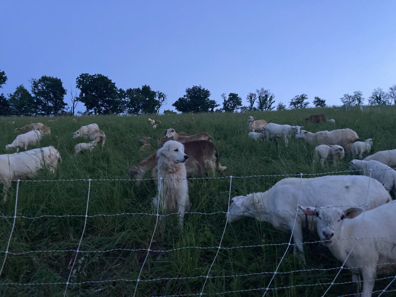 Turkey Foot Farm – Mt. Savage, MD